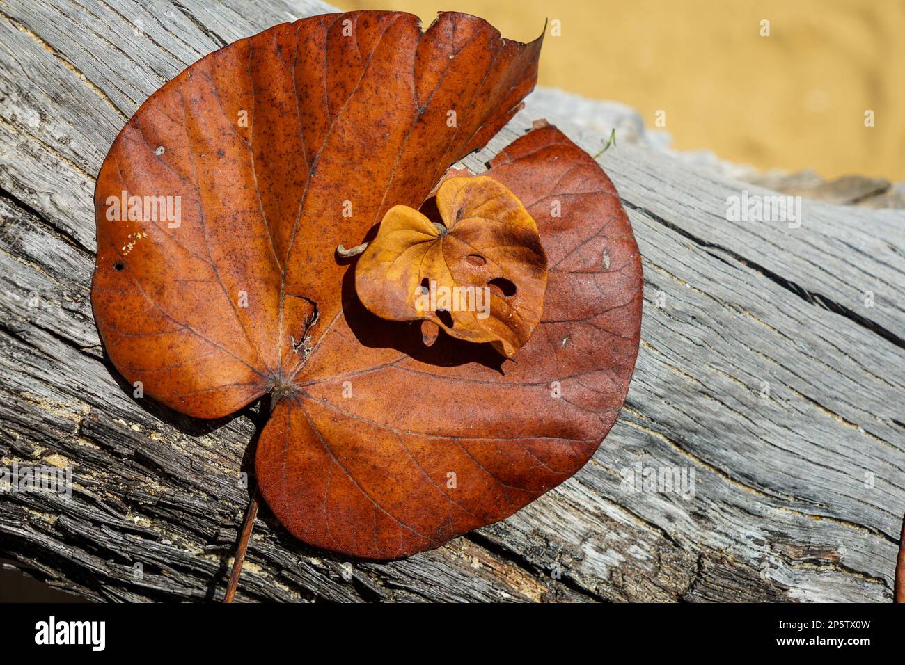 Burnt orange hi-res stock photography and images - Alamy