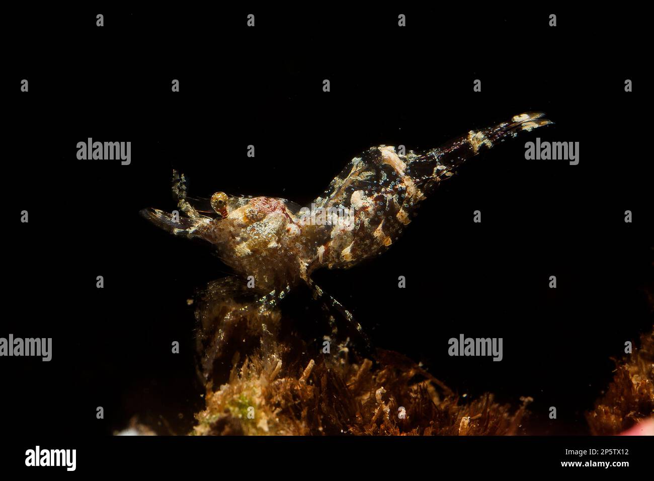 Shrimp (Hyppolite sp Stock Photo - Alamy