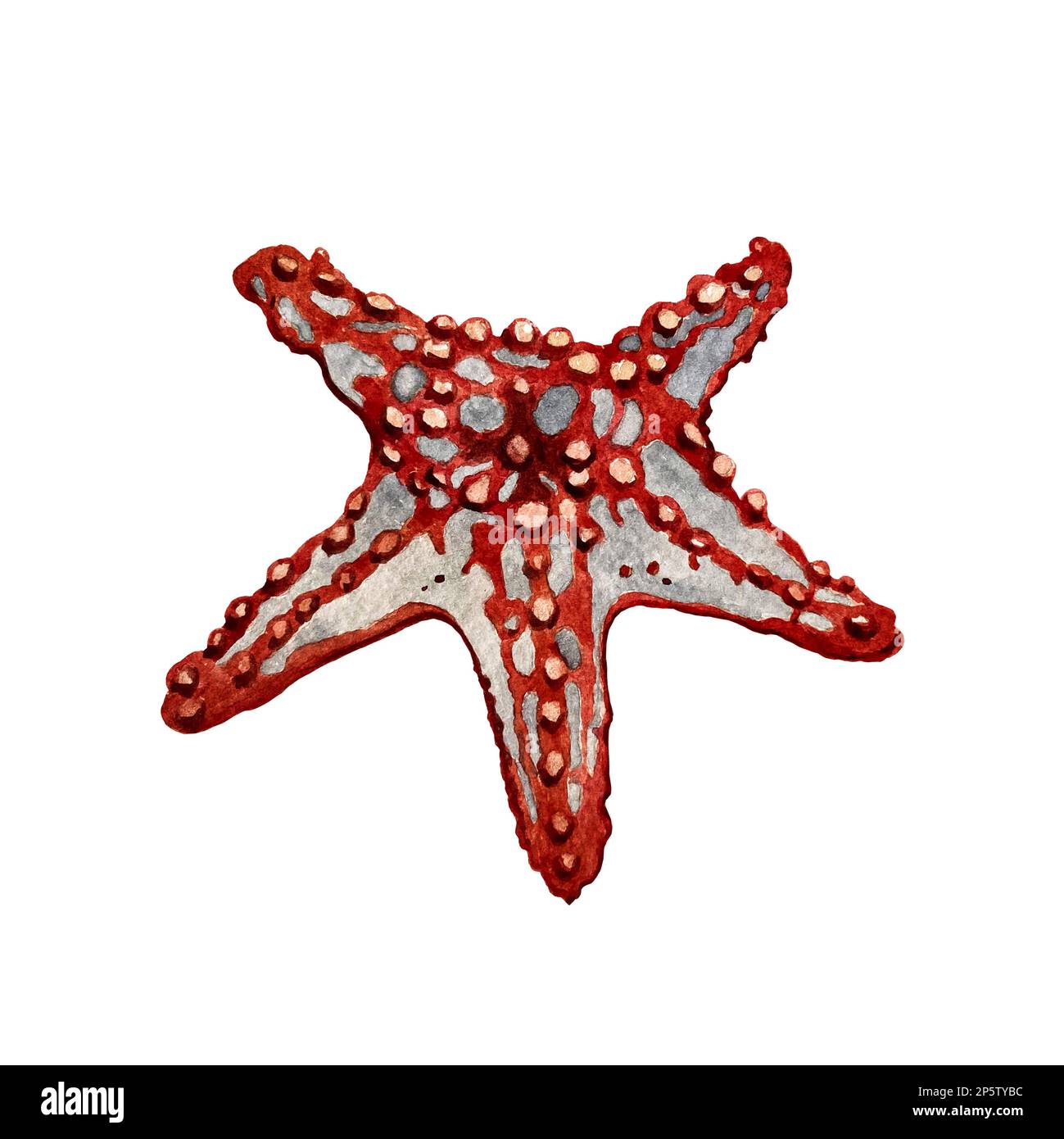 watercolor illustration of a red-gray starfish Stock Photo - Alamy
