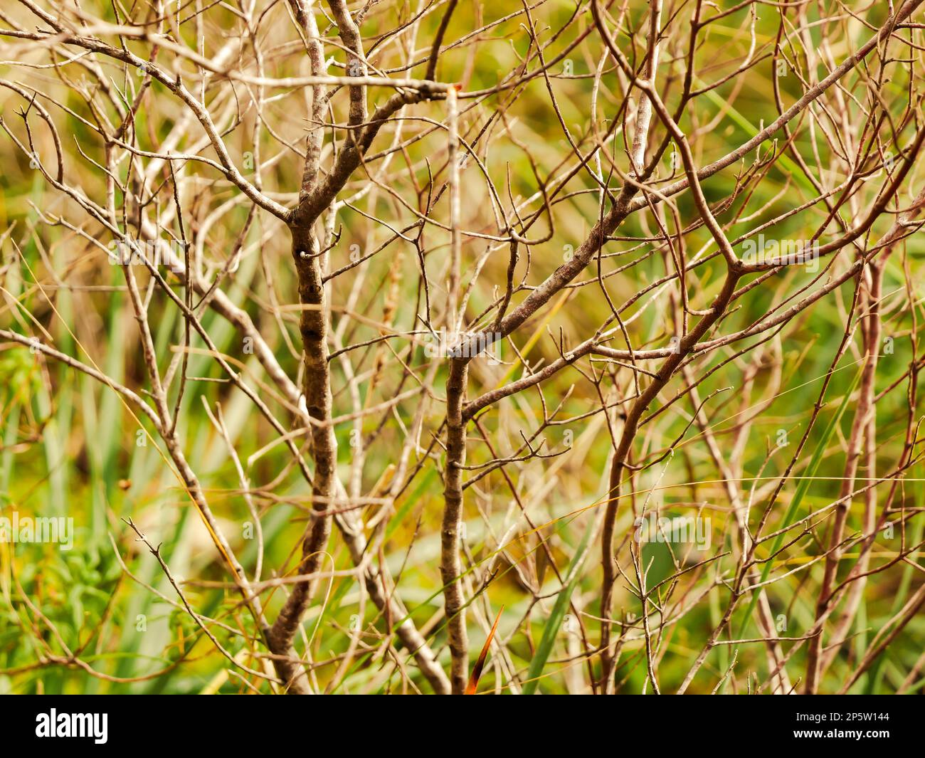 Forest without leaves in sunny hi-res stock photography and images - Alamy