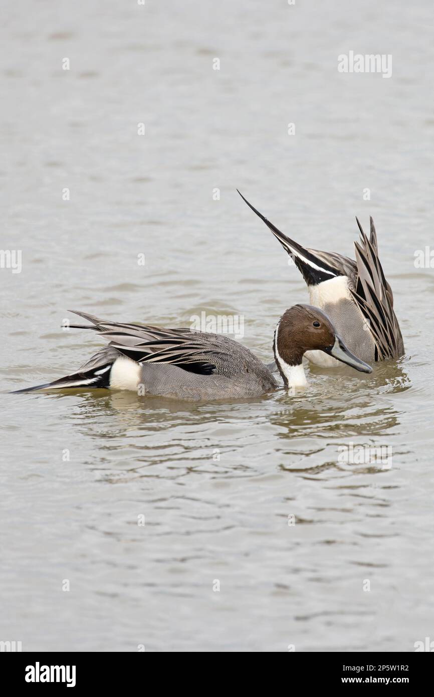 Pintail (Anas acuta) two drake feeding by upending Cley Marshes Norfolk ...