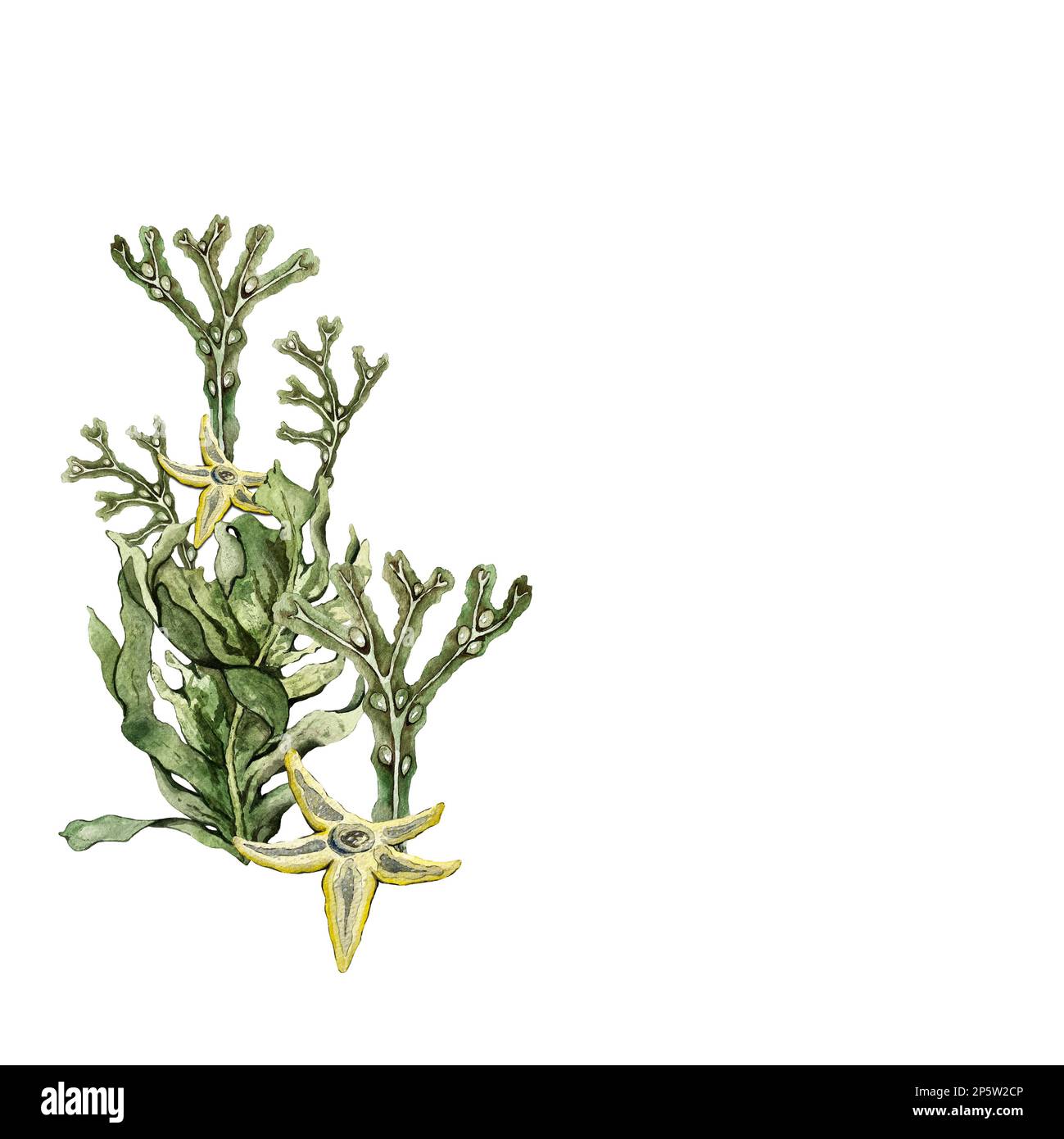 Algae sea Cut Out Stock Images & Pictures - Alamy