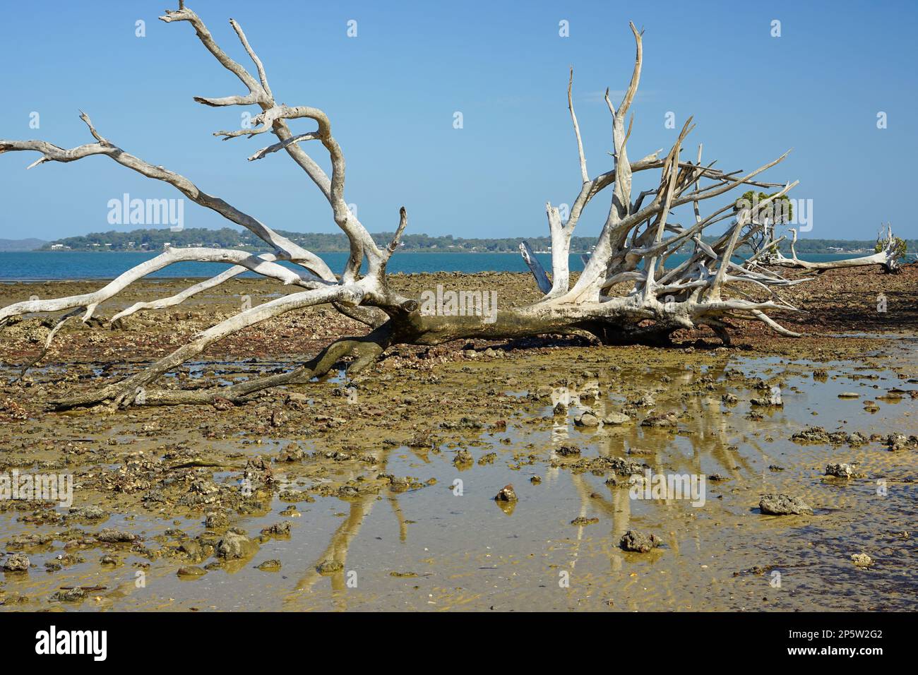 Large dead tree with branches and roots intact, lying on the stony ...