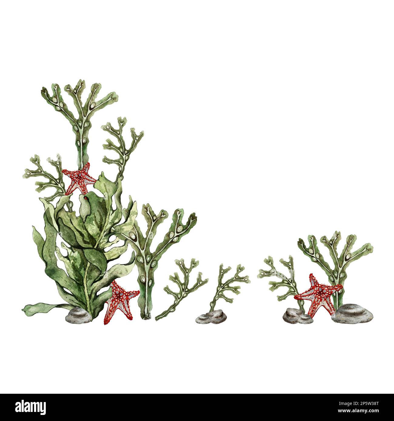 Red algae illustration Cut Out Stock Images & Pictures - Alamy