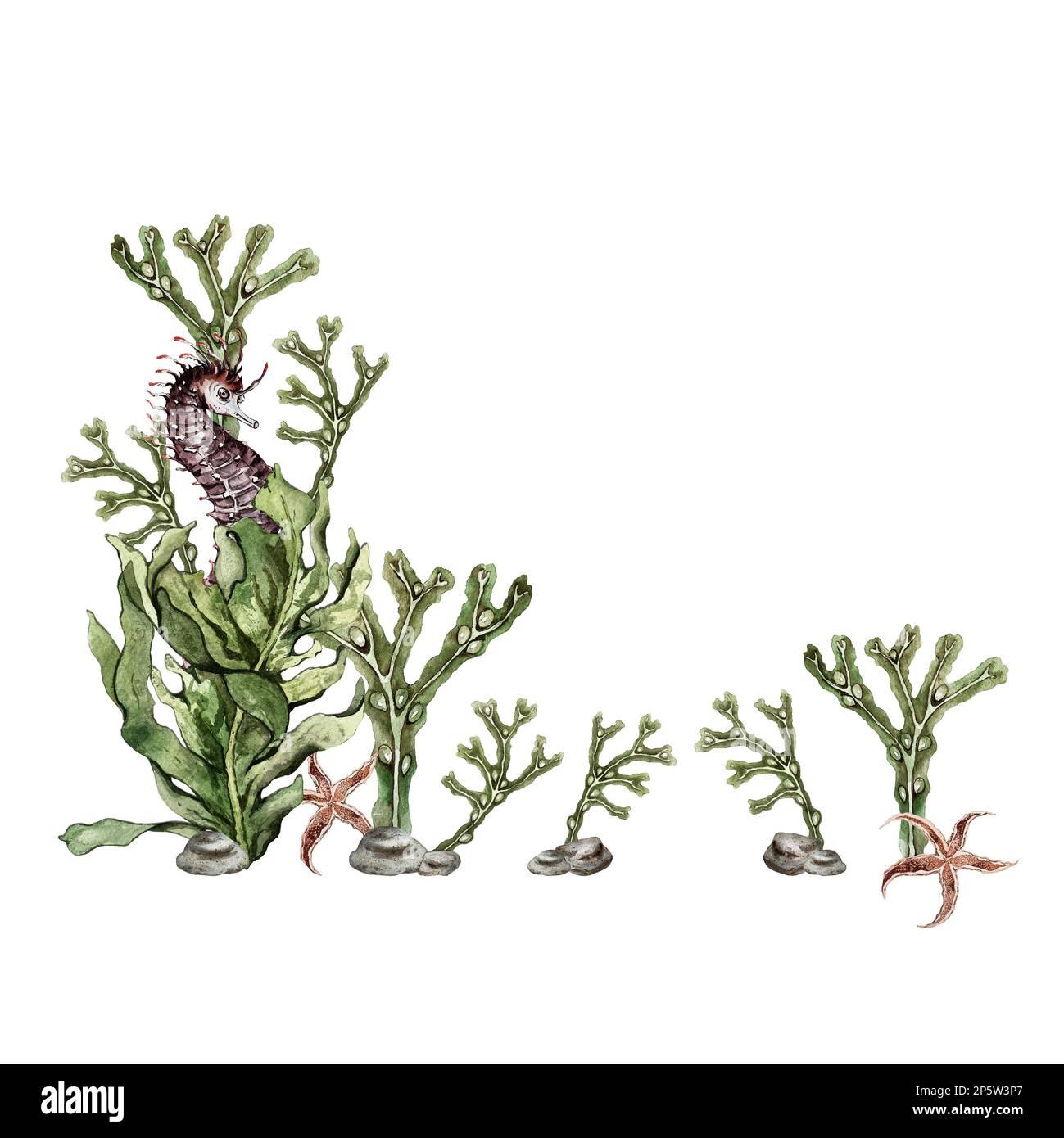 composition of algae, stones, seahorse and starfish Stock Photo - Alamy