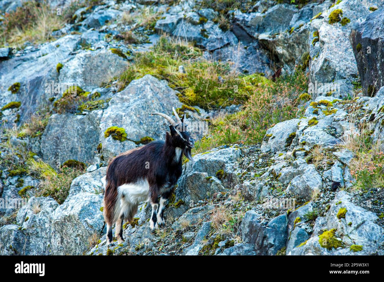 Wandering goat hi-res stock photography and images - Alamy