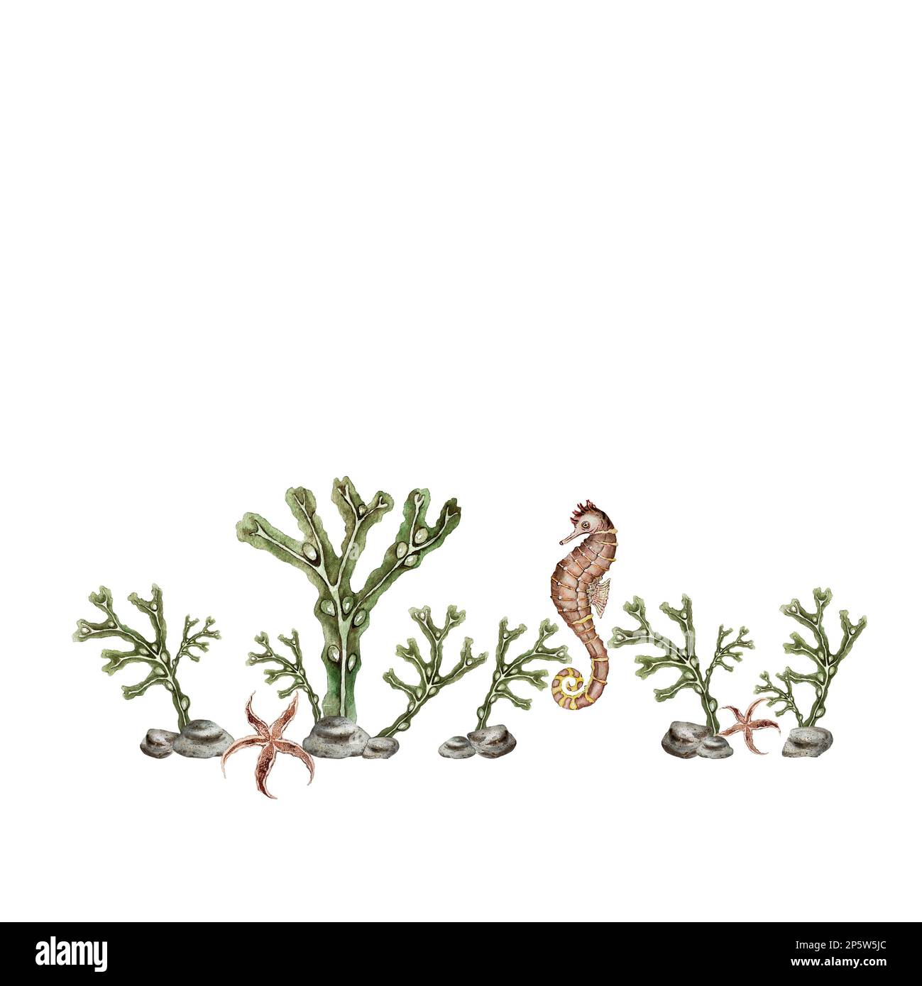 composition of algae, stone, seahorse and starfish Stock Photo - Alamy