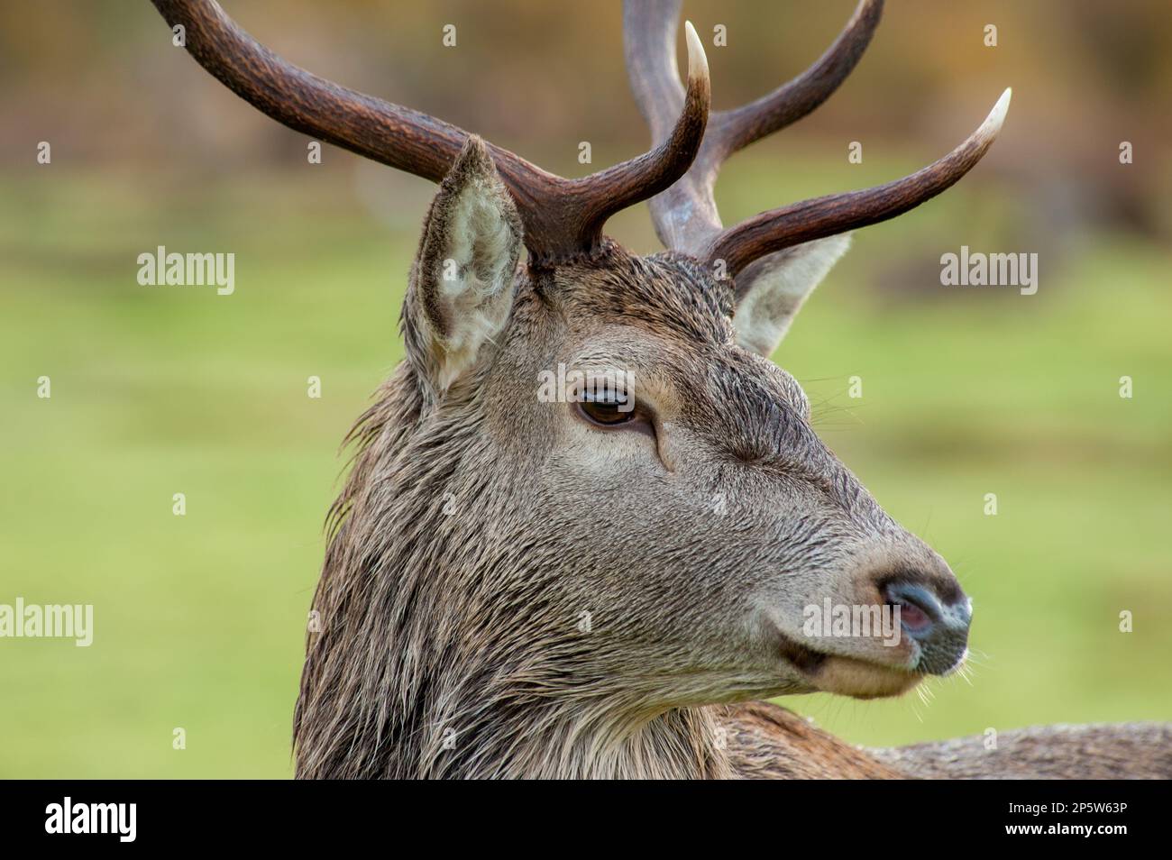 Sturdy bone hi-res stock photography and images - Alamy