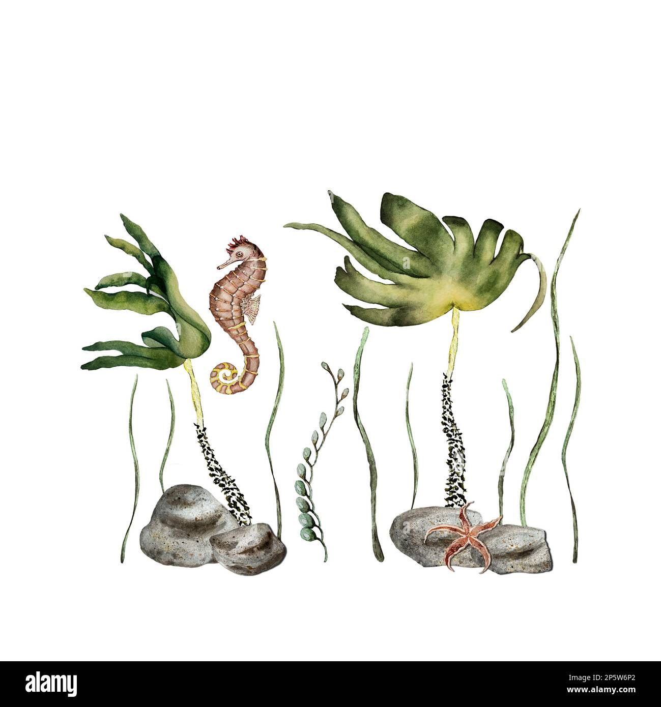 composition of algae, stone, seahorse and starfish Stock Photo - Alamy