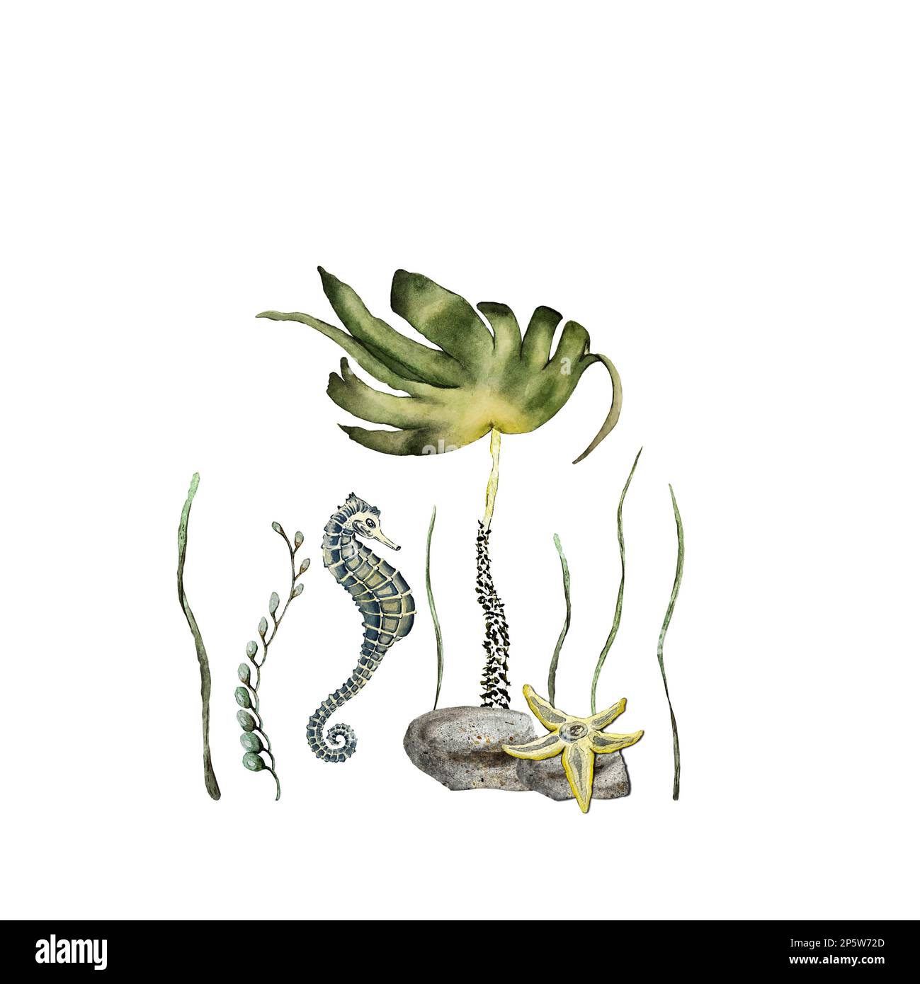 composition of algae, stone, seahorse and starfish Stock Photo - Alamy