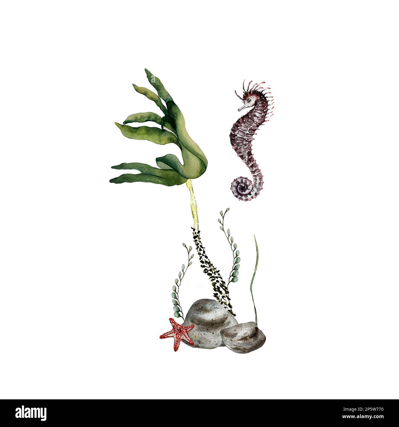 composition of algae, stone, seahorse and starfish Stock Photo - Alamy