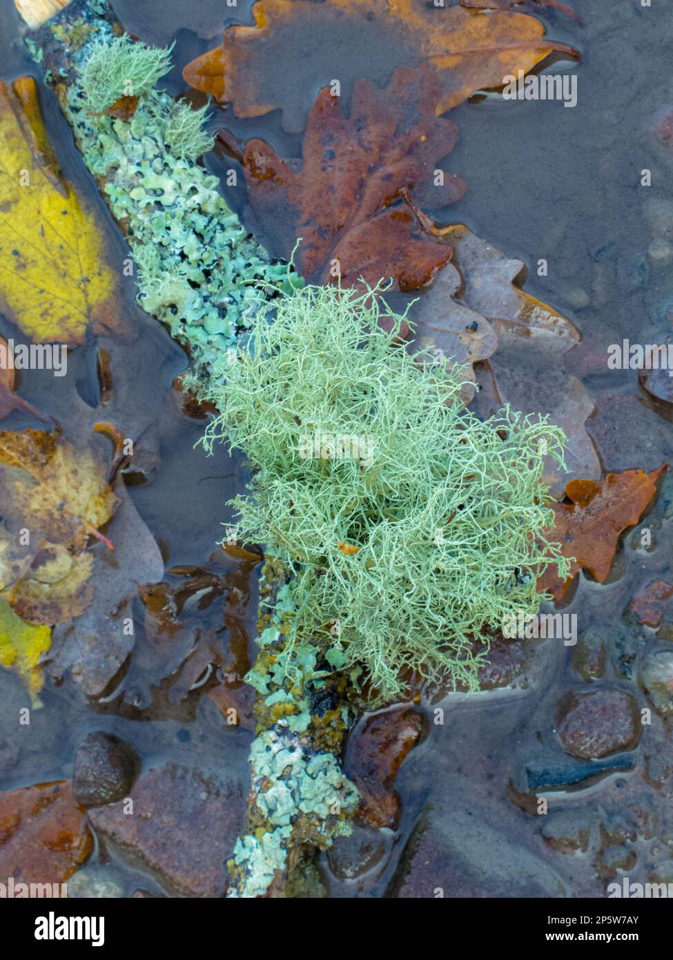 Algae on twig hi-res stock photography and images - Alamy