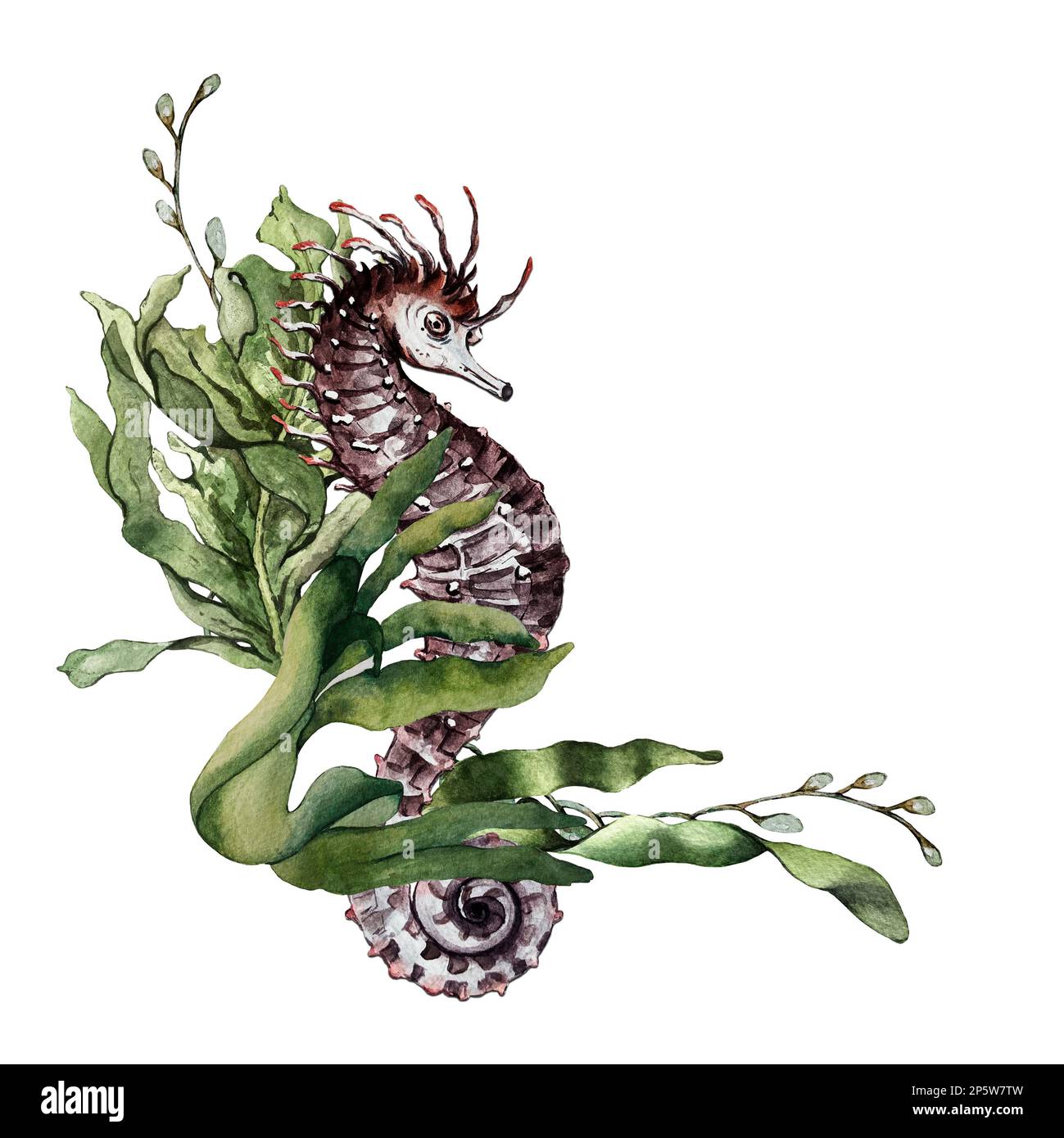 Underwater seahorse Cut Out Stock Images & Pictures - Alamy