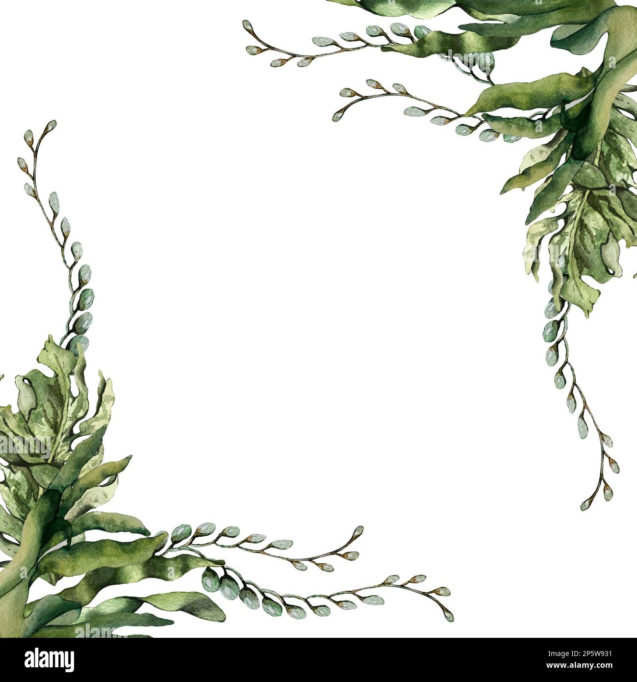 composition of algae, leaves laminaria Stock Photo - Alamy