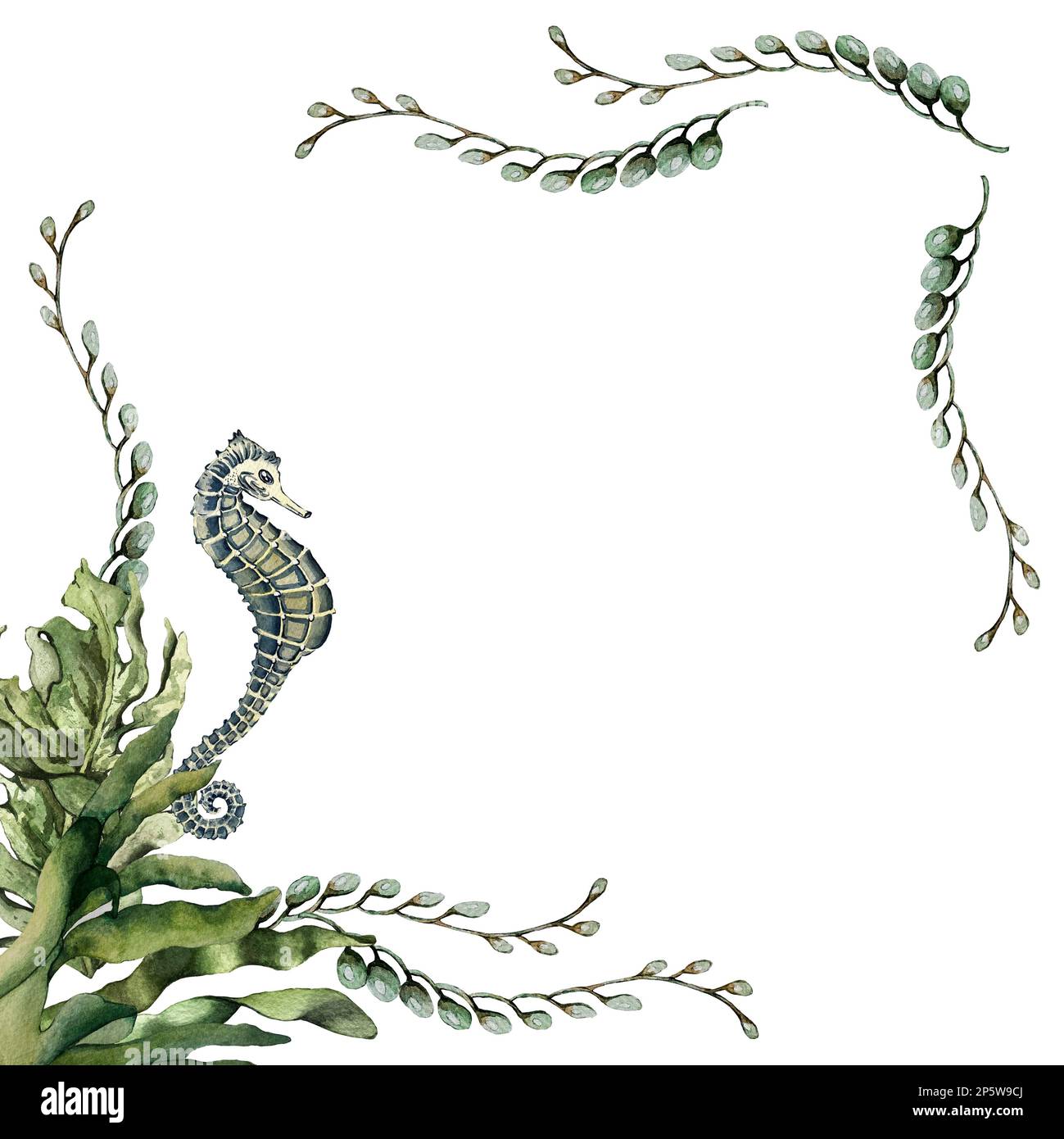 composition of algae and seahorse Stock Photo - Alamy