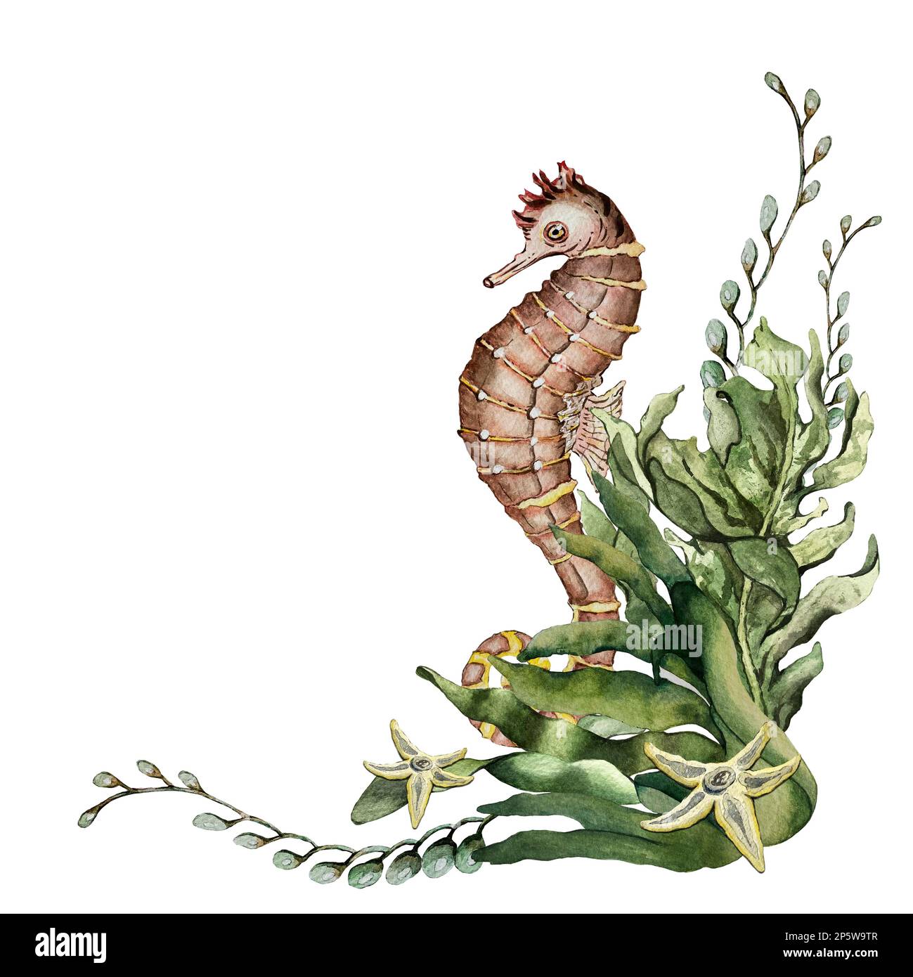 composition of algae, seahorse and starfishs Stock Photo - Alamy