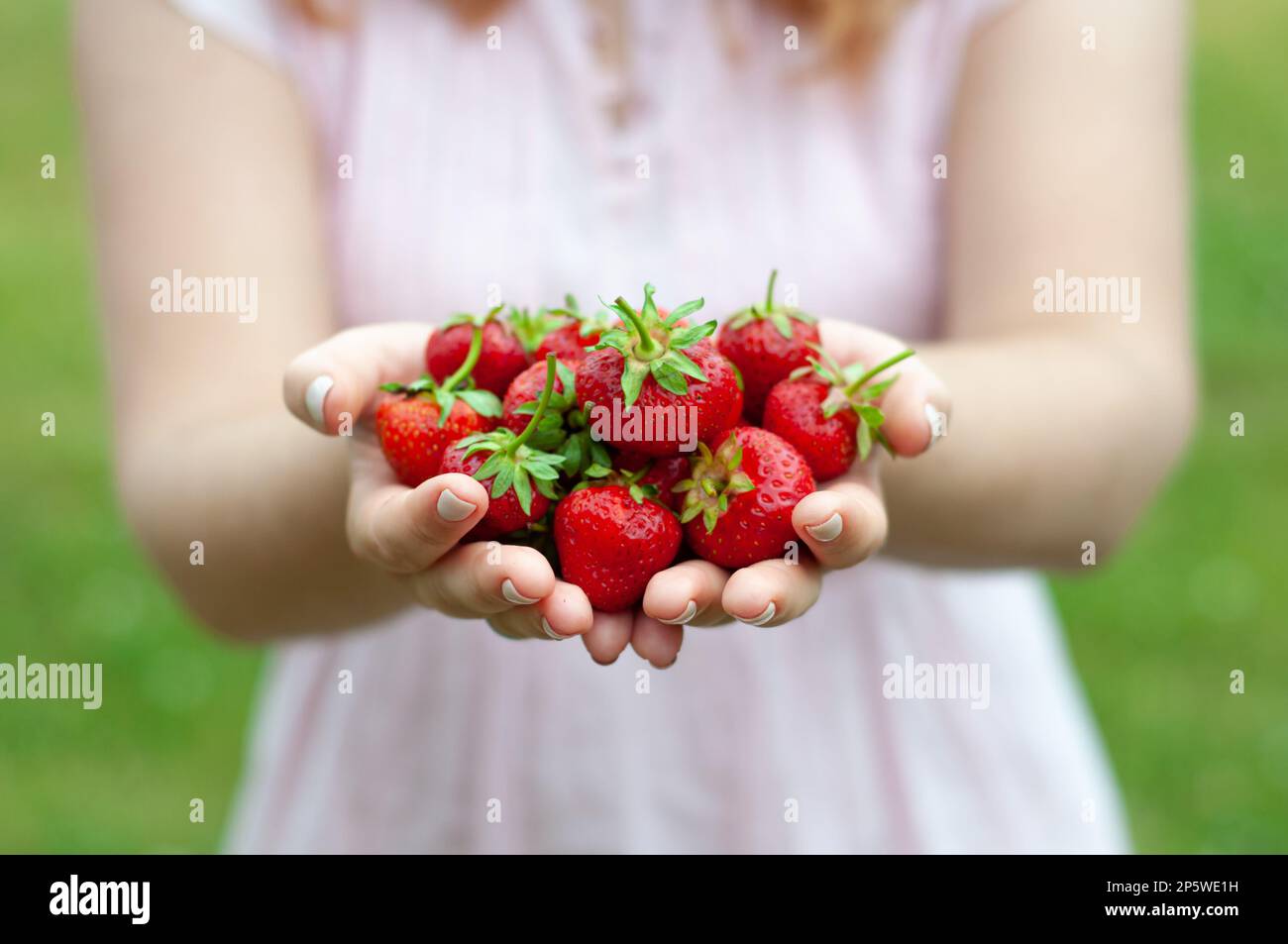 strawberry red, fresh, sweet, in the hands of a girl, a person with ...