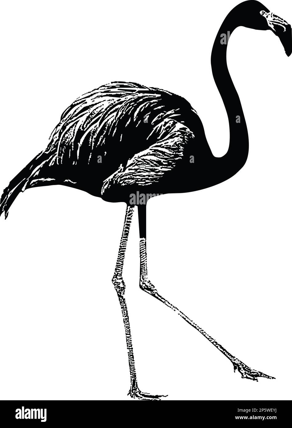 Flamingo Black and White Vector Illustration Stock Photo - Alamy