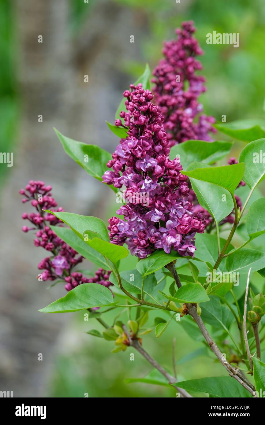 Syringa vulgaris Charles Joly, lilac Charles Joly, deciduous shrub ...