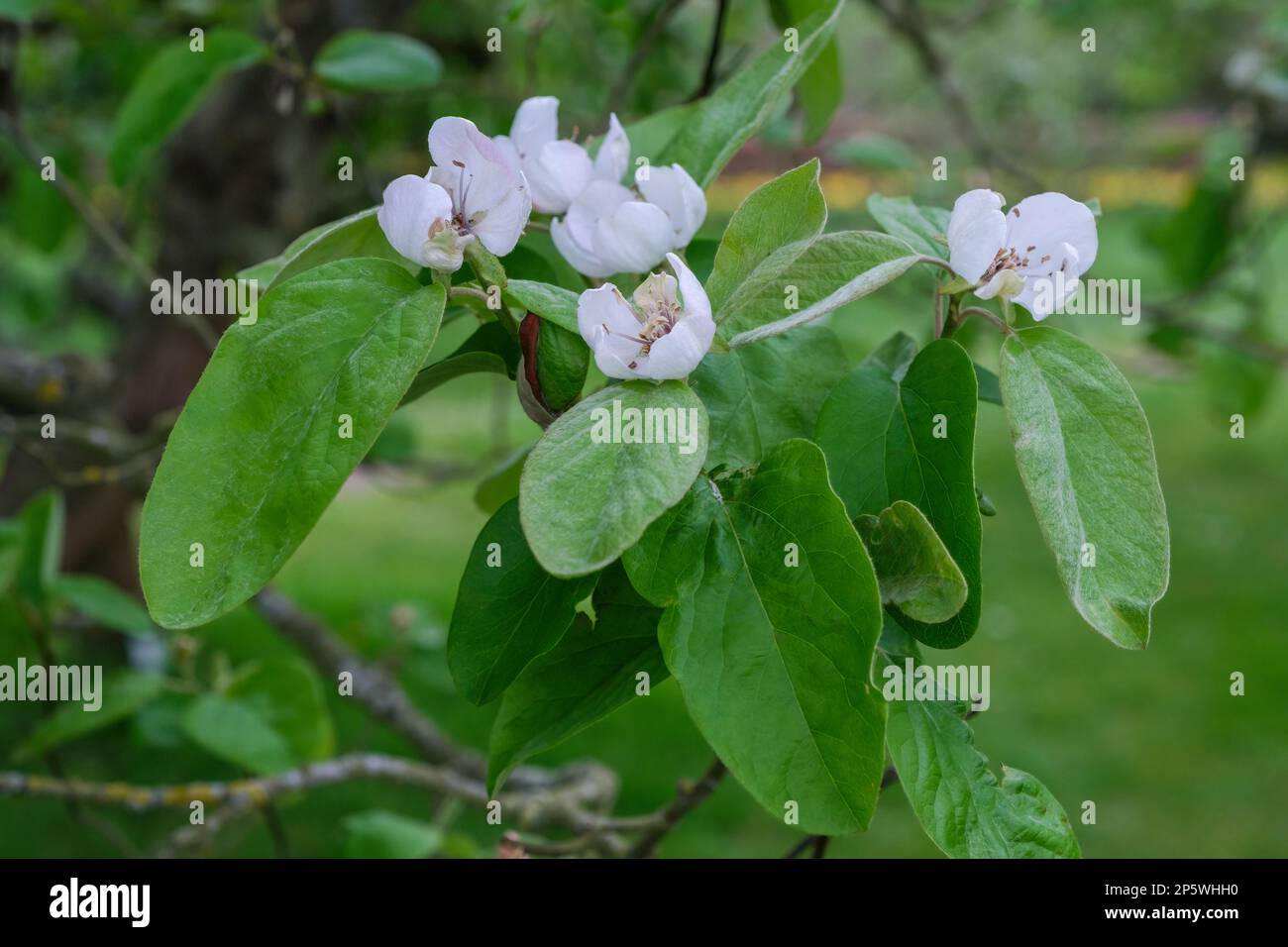 Cydonia oblonga Meech's Prolific, quince Meech's Prolific, white ...