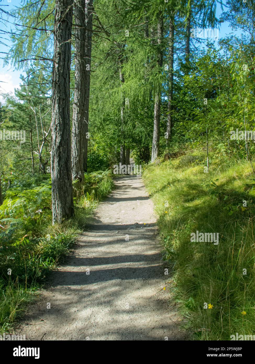 Scottish scotland wood woodland path walkway walk walking trail woody hi-res stock photography ...