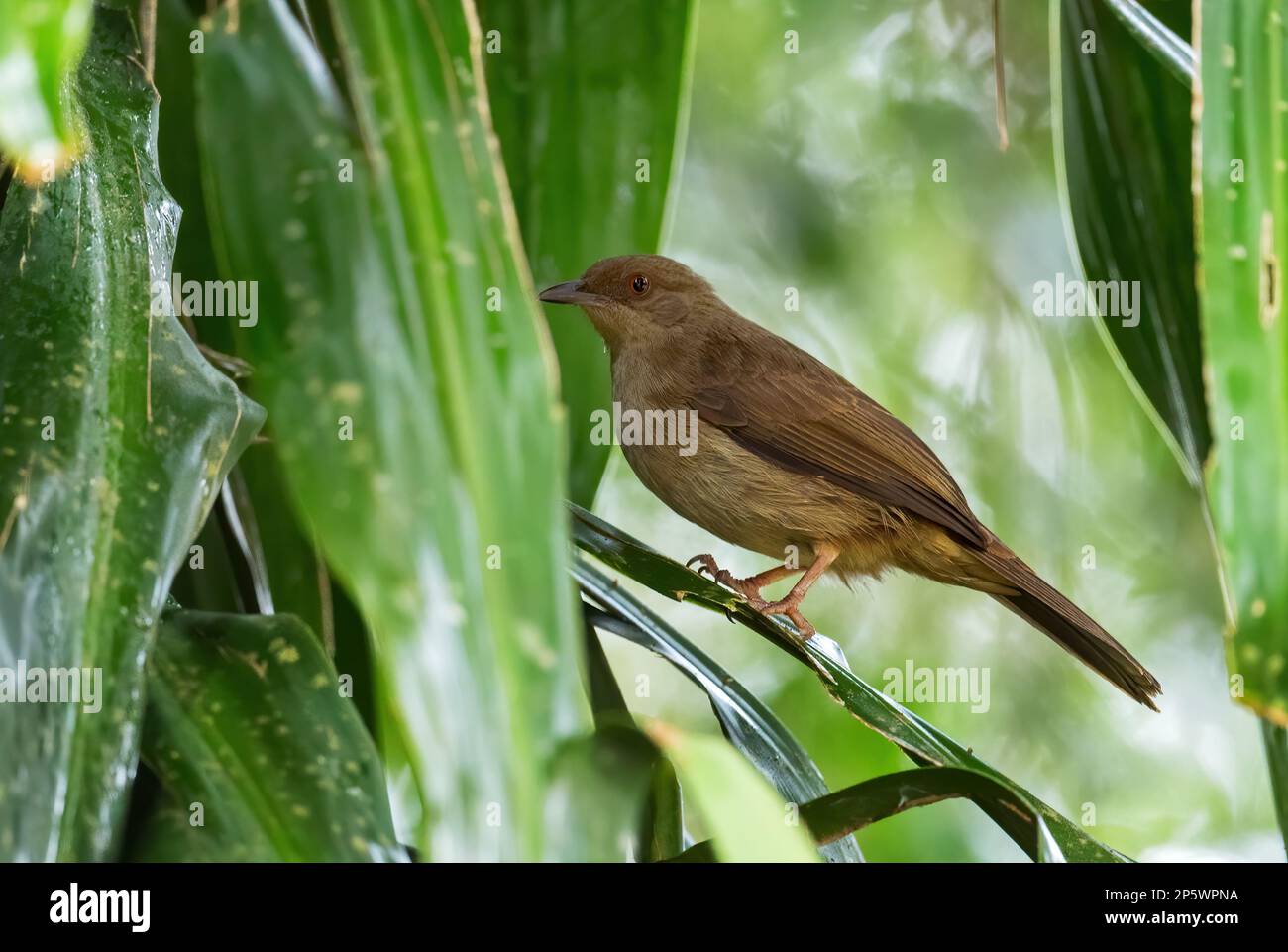 Red-eyed Bulbul - Pycnonotus brunneus, shy hidden perching bird from ...