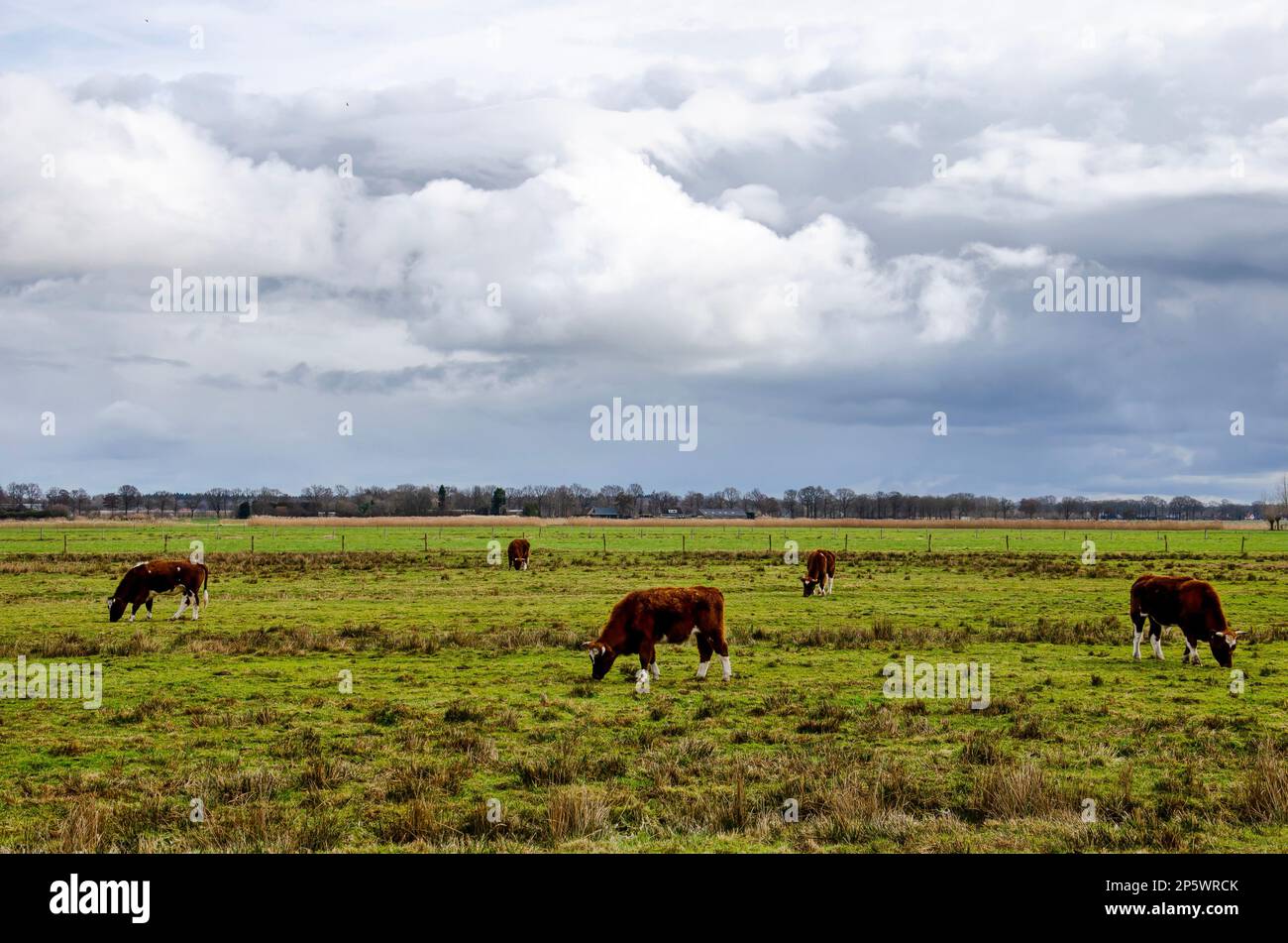 Five cows hi-res stock photography and images - Alamy