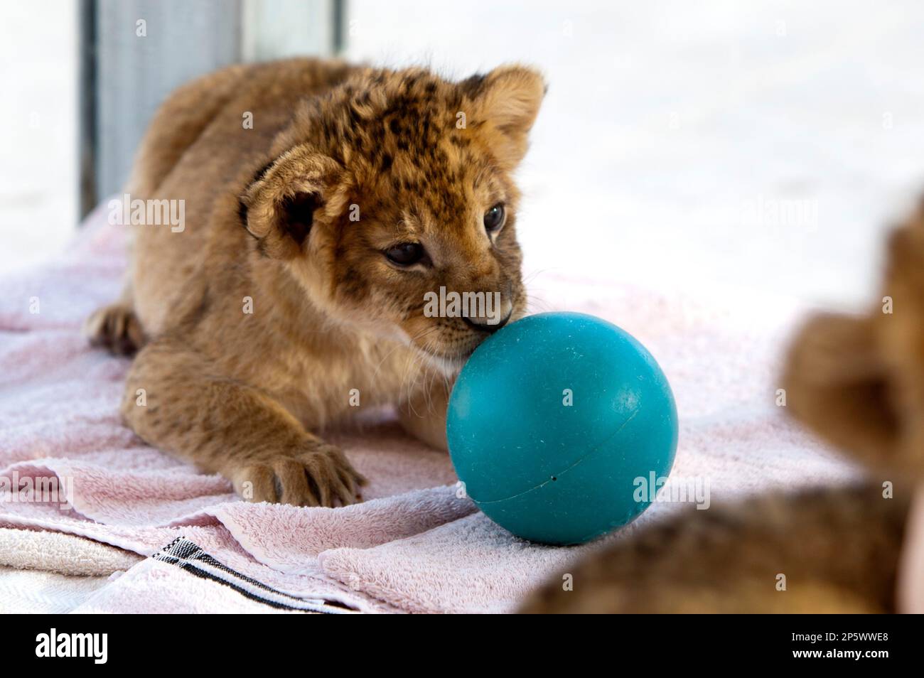 In this photo taken Dec. 16, 2012, a lion cub plays with a ball at the ...