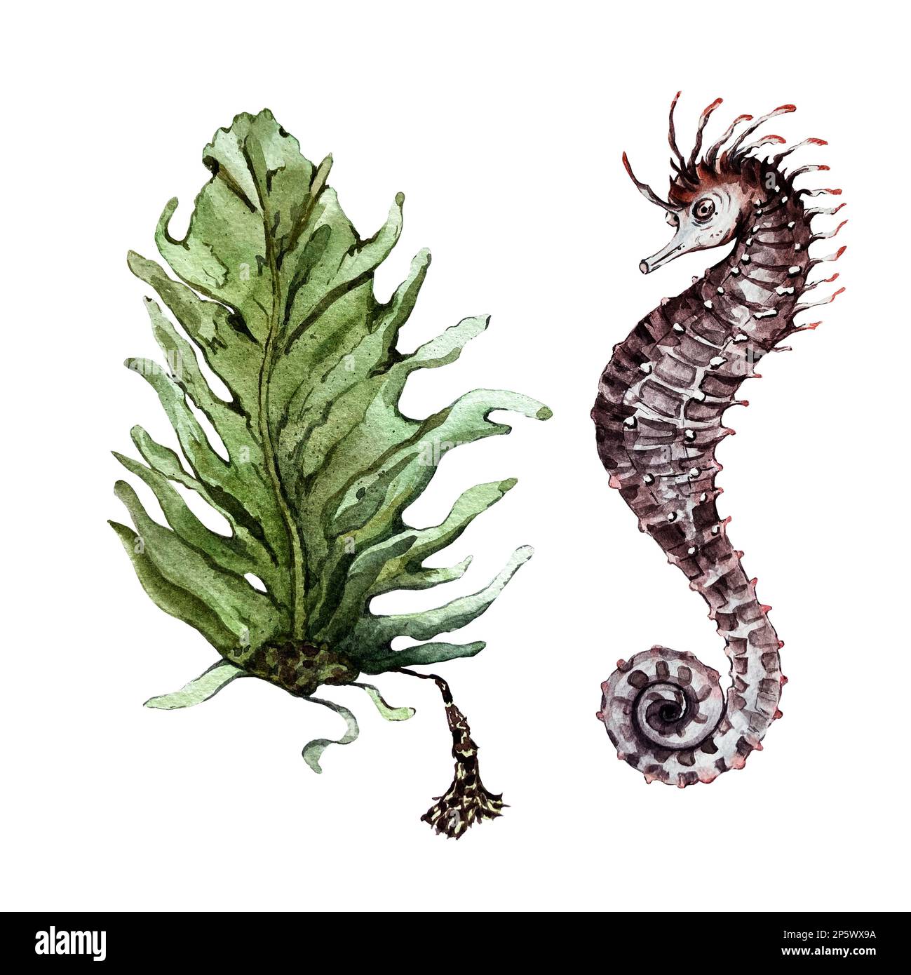 Red brown algae Cut Out Stock Images & Pictures - Alamy