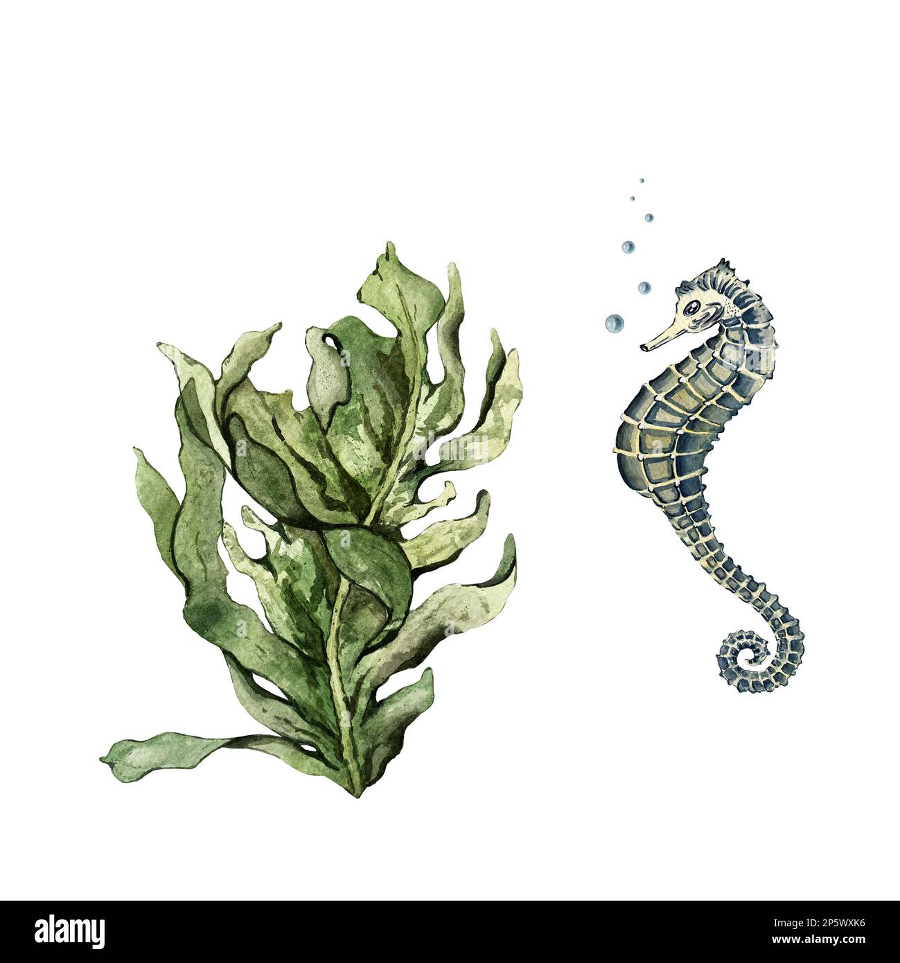 Set of algae and seahorse. Watercolor illustration Stock Photo - Alamy