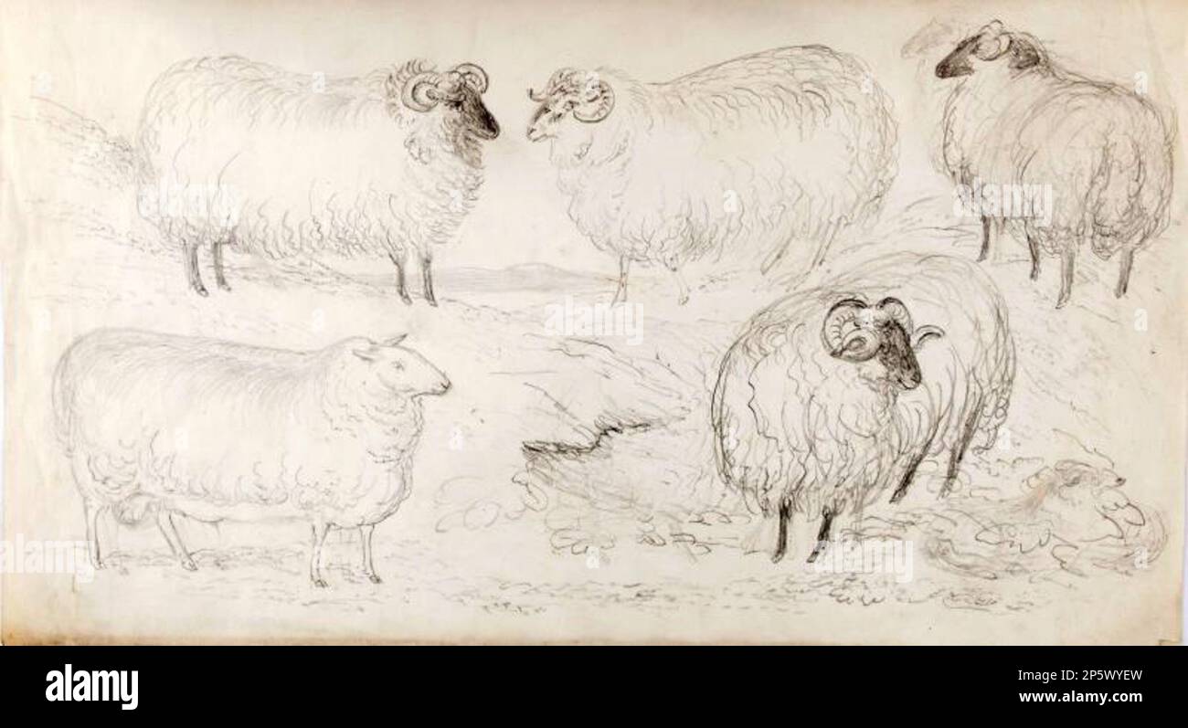 Five sheep hi-res stock photography and images - Alamy