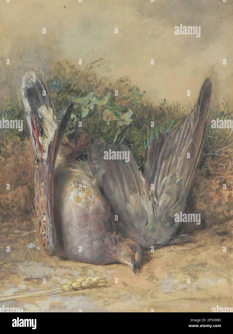 A Dead Dove, William Henry Hunt (London, England, 1790 - 1864 Stock ...