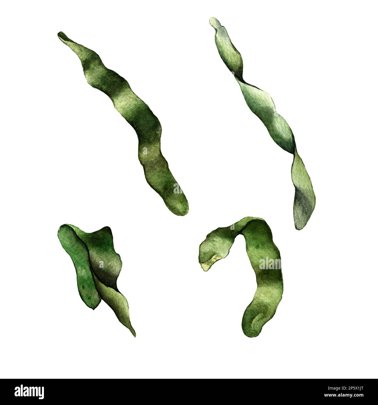 Bunch of seaweed Cut Out Stock Images & Pictures - Alamy