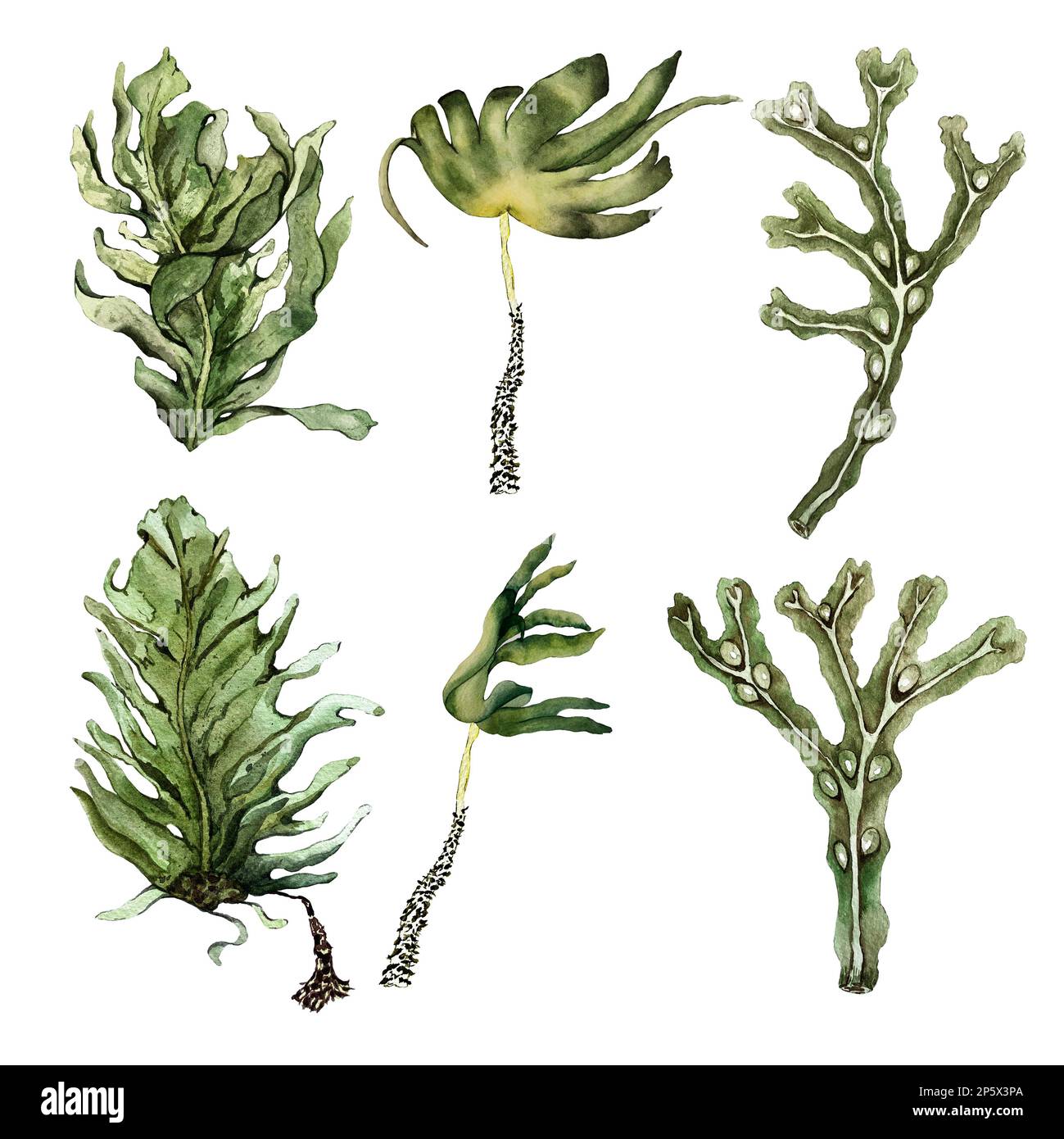 set of green algae, focus and laminaria Stock Photo - Alamy