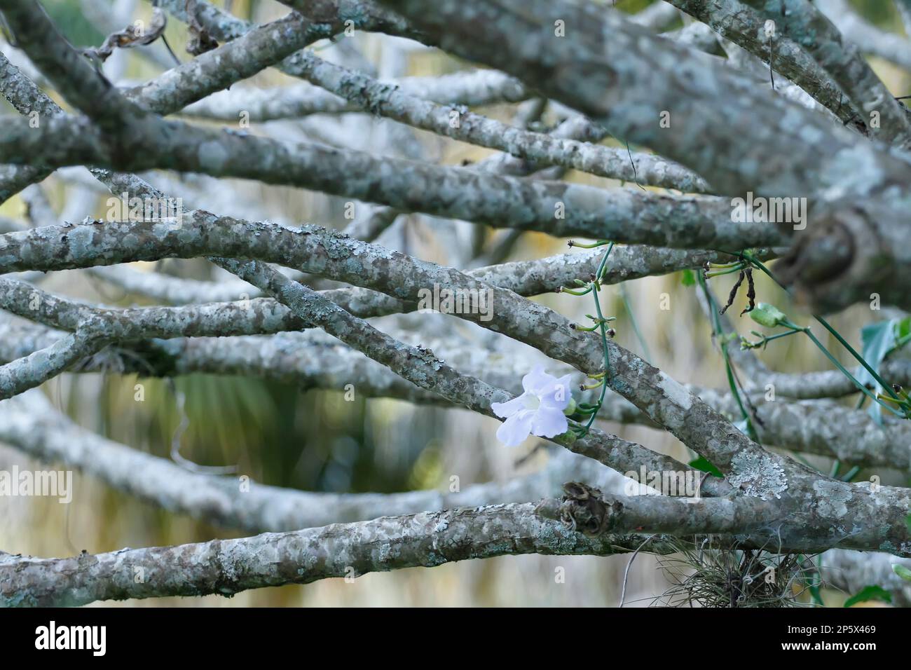 single white flower along with several tangled branches twisted Stock ...