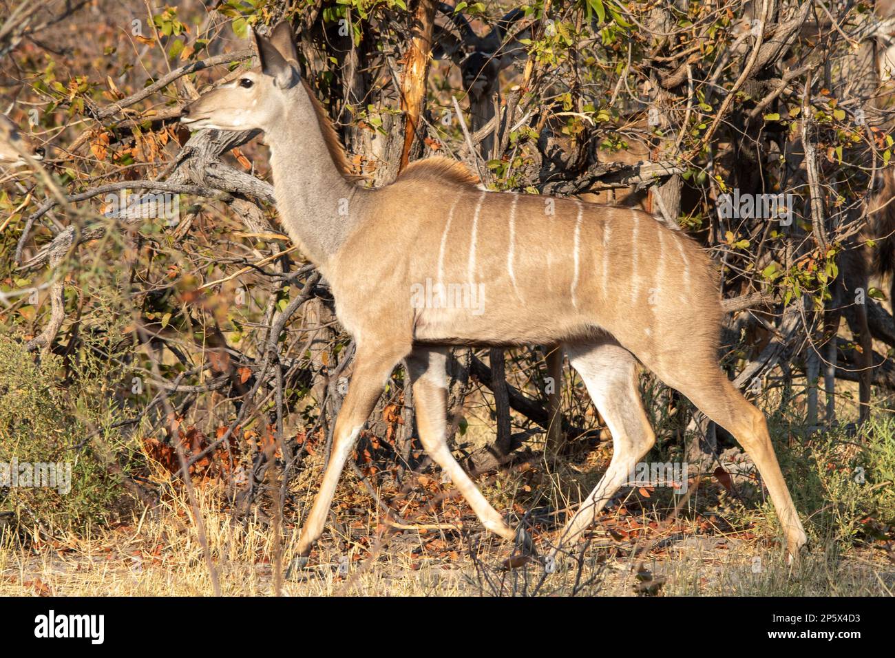Greater kudu cow hi-res stock photography and images - Alamy