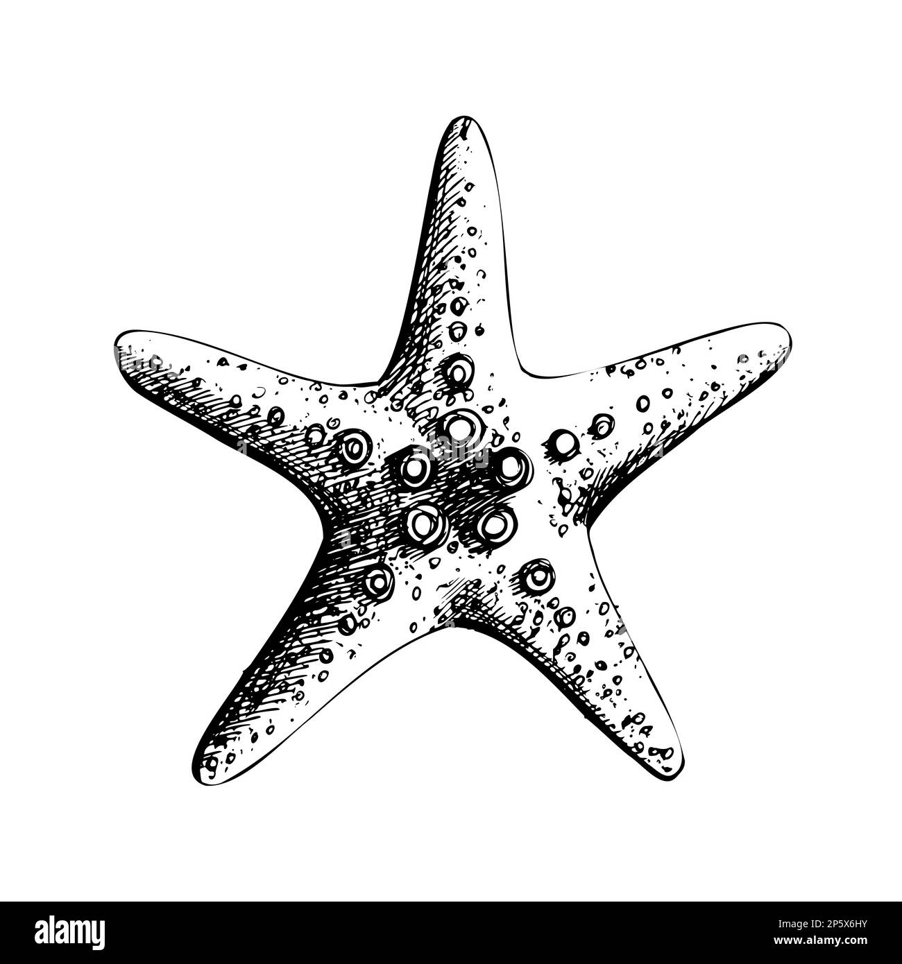 Starfish. Isolated object drawn by hand in graphic technique. Vector ...