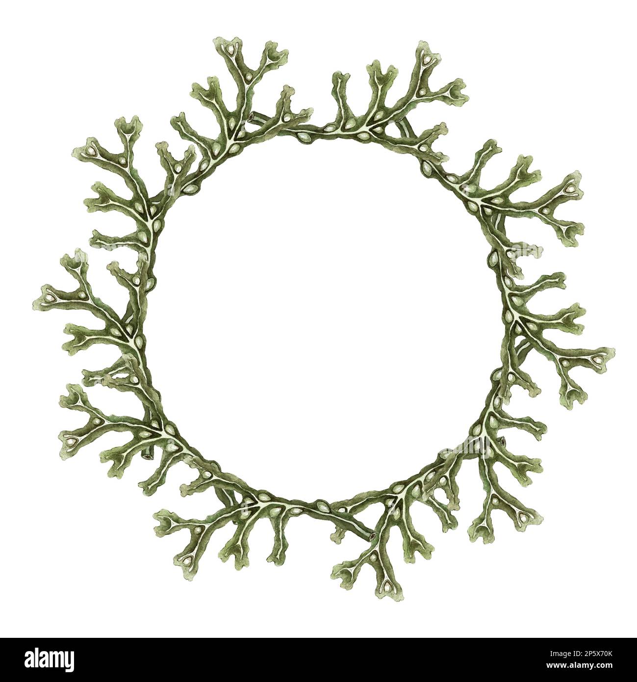 wreath of branches of fucus algae Stock Photo - Alamy
