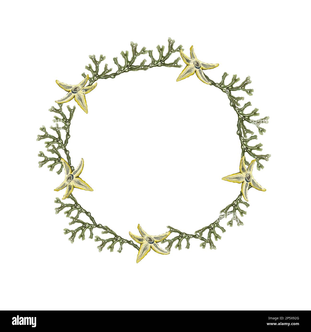 Wreath of branches of fucus and starfish. Watercolor illustration Stock ...