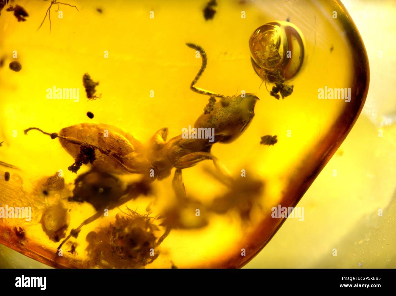 Prehistoric ant preserved in Baltic Amber - from Lithuania Stock Photo ...