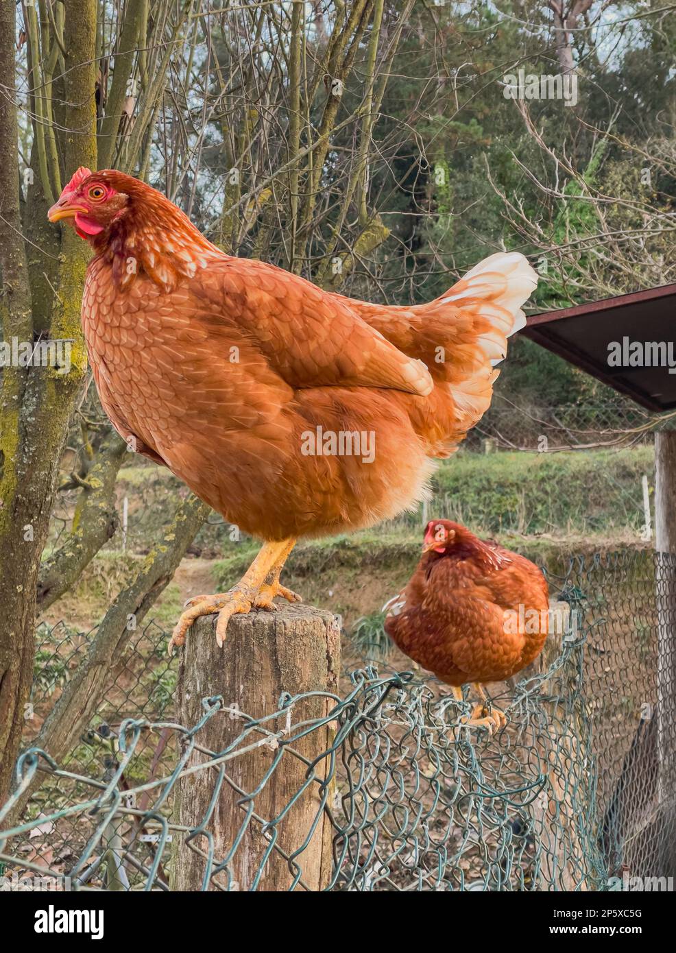 two free-range hens on top of the hen house enclosure Stock Photo - Alamy