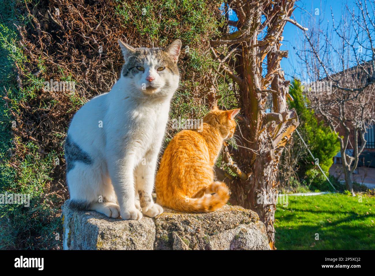 Sunbathing cat cats hi-res stock photography and images - Alamy