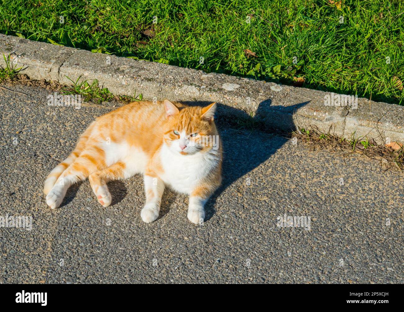 Tabby and white cat sunbathing Stock Photo - Alamy