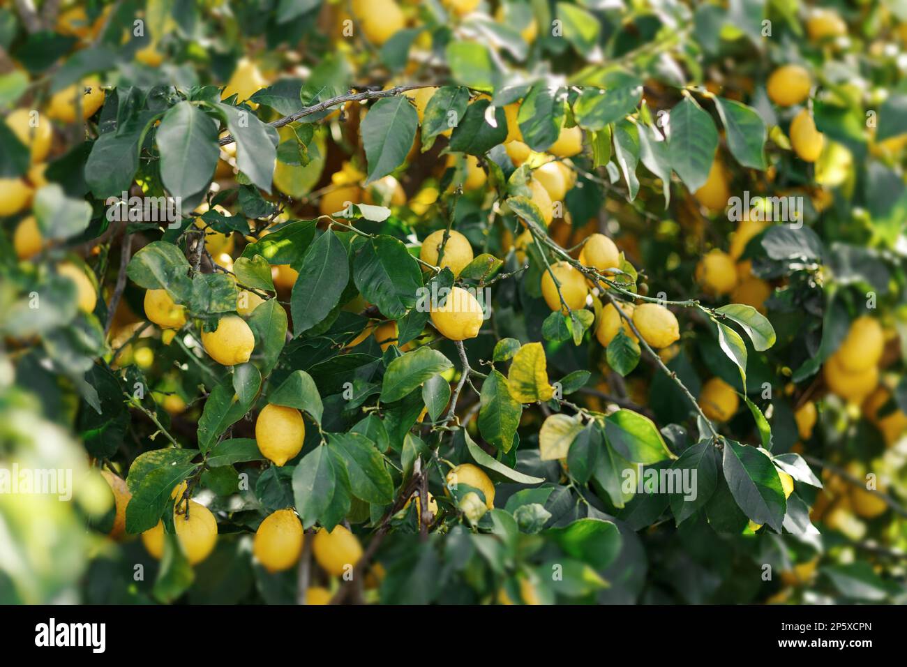 Lemon garden in Cyprus ready for harvest. Bunches of fresh yellow ripe ...