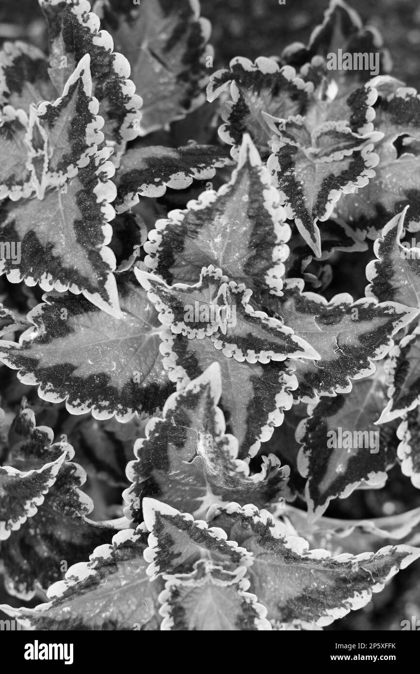 Beautiful summer coleus plants growing in the bright sunshine in a ...