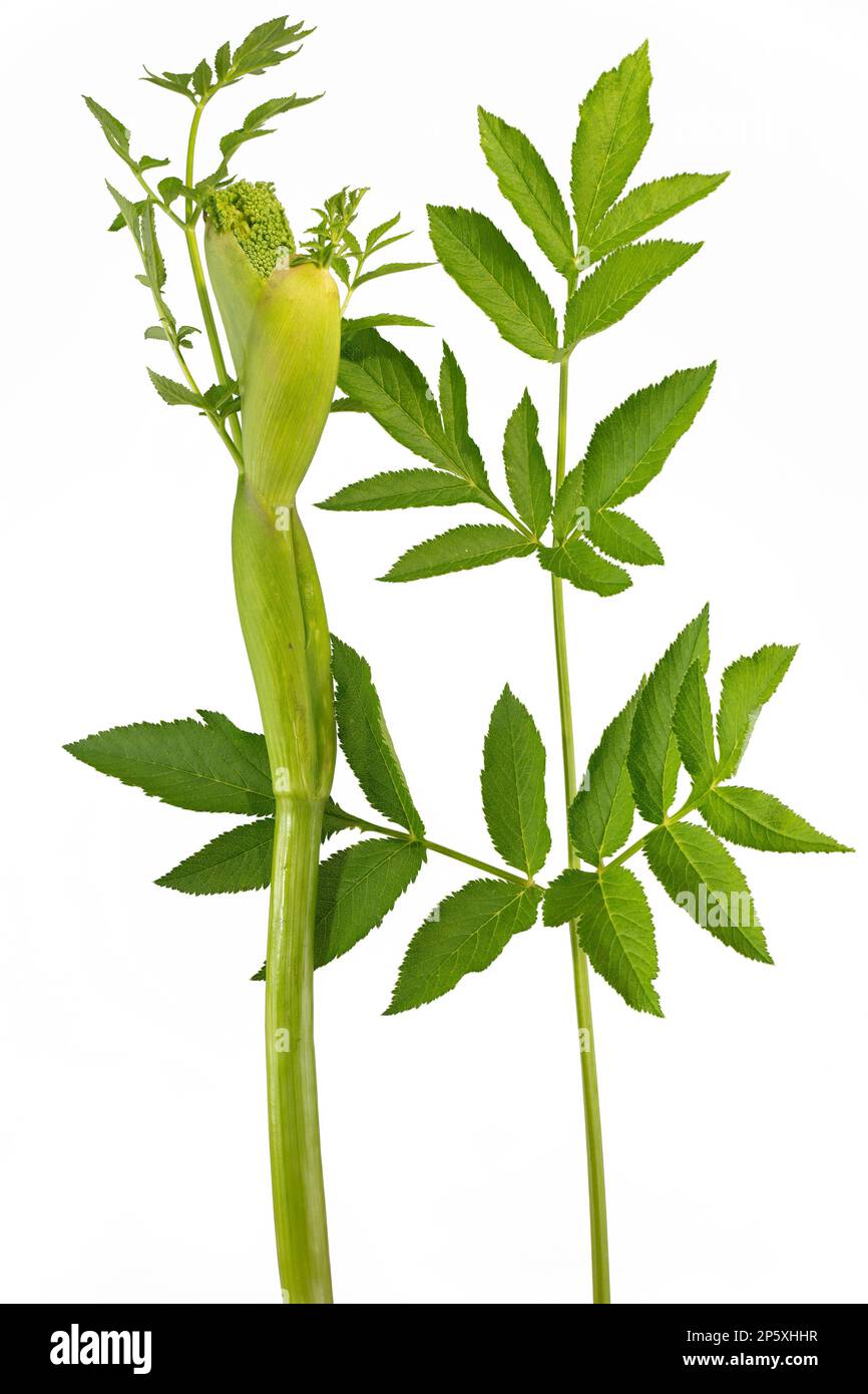 Wild angelica (Angelica sylvestris), leaf and stem with bud, cutout ...
