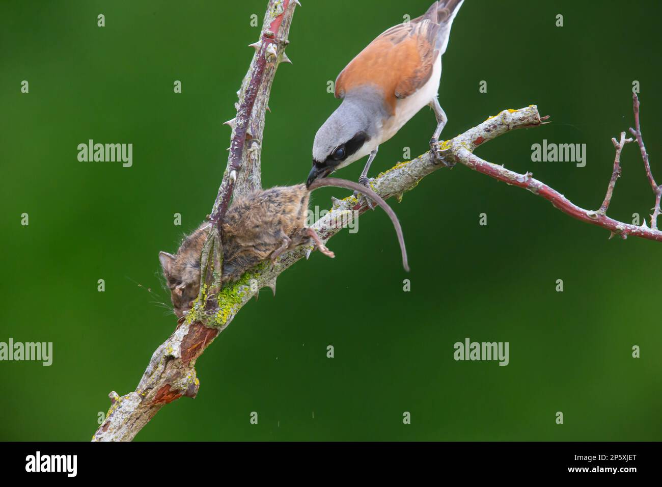red-backed shrike (Lanius collurio), male with a mouse as prey on a branch, Germany, Bavaria ...
