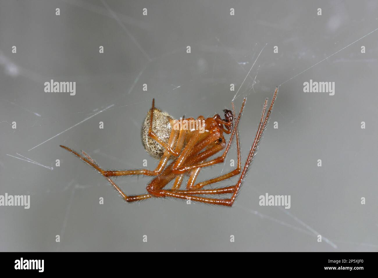 house spider, American common house spider, common American house ...