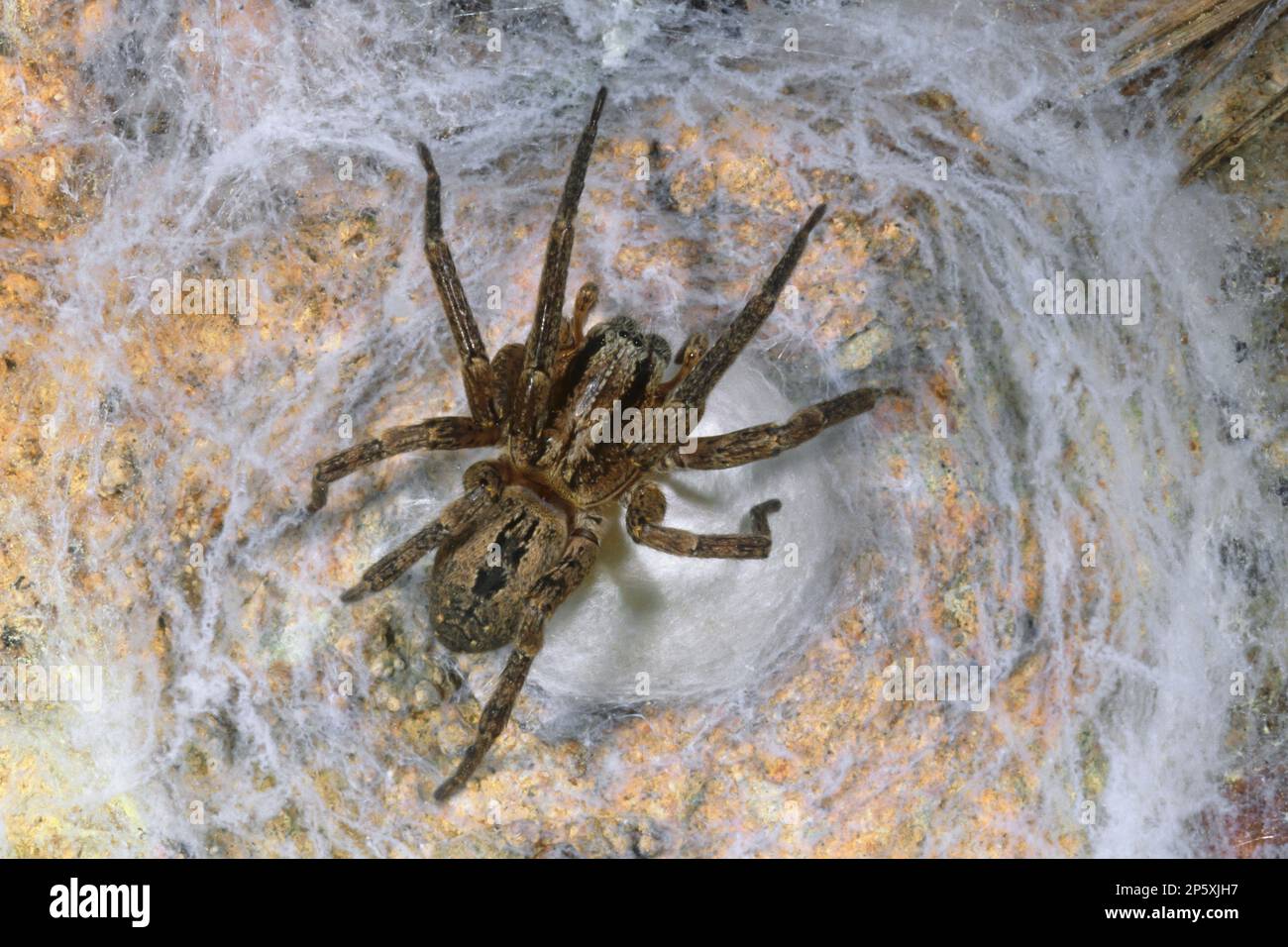 Spiny false wolf-spider (Zoropsis spinimana), female guarding coccon ...