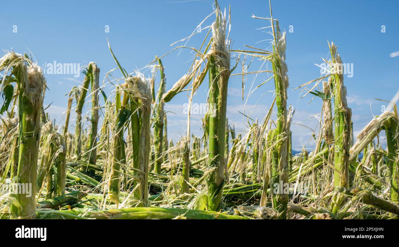 Hail storm and heavy rain destroyed a maize field Stock Photo - Alamy